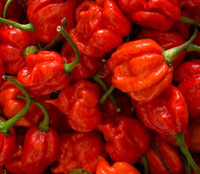CHILLI Moruga 10 Seeds (TRINIDAD SCORPION ) Very Hot Chilli Seeds ...
