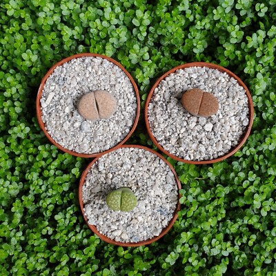 3 x Mixed Lithops 'Living Stones' pebble plant succulent houseplants in ...