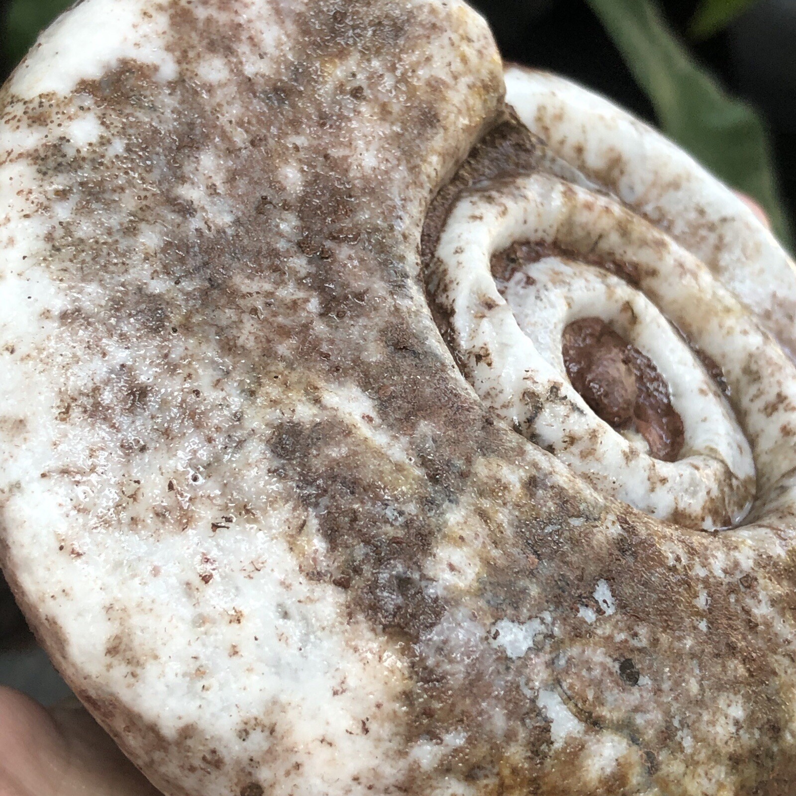 424GR EXTREME RARE WHOLE PERMIAN NAUTILOID FOSSIL CALCITE MOLLUSCA ...
