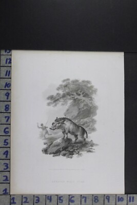 1798 AFRICAN WILD BOAR WILDLIFE BIOLOGY SCIENCE CHURCH QUADRUPEDS PRINT ...