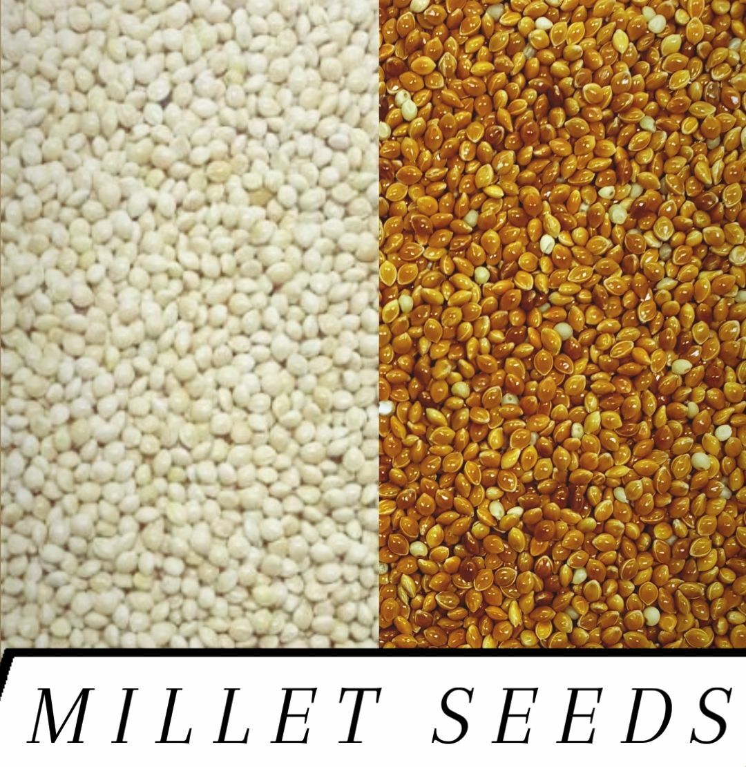 RED & WHITE Proso Millet Seed Wild Bird Food Raw & Recleaned! ***Choose ...