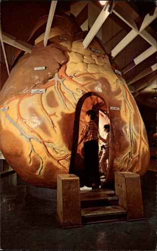 Chicago Illinois Science Industry Museum Human Heart Exhibit vintage ...