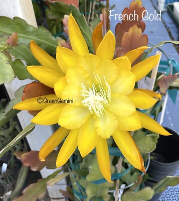 FRENCH GOLD Epiphyllum Orchid Cactus Succulents | eBay