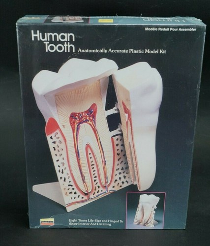 Vintage Lindberg Human Tooth 3D Scale Model Kit | eBay