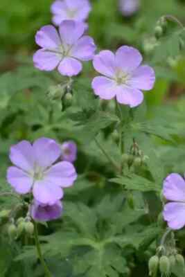 10 Wild Geraniums Bulbs Bare Root | eBay