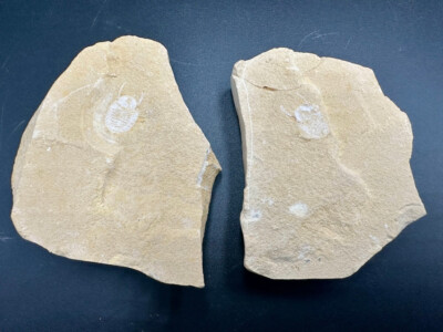 Rare fossil isopod – Unusuropode castroi – Morocco – exceptional ...