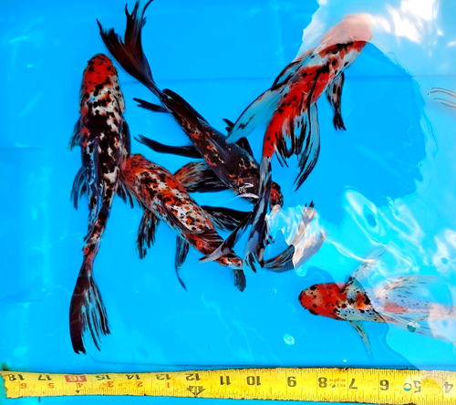 (6 PACK) 8in-11in RED SHUBUNKIN PREMIUM SELECT --MOST AMAZING ...