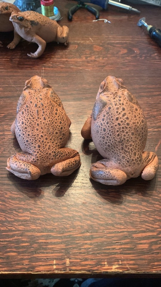 Taxidermy Real Frog Toad Stuffed | eBay