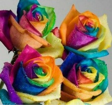 200pcs RARE Rainbow Rose Flower Seeds Your Lover Multi-color Plant Home ...
