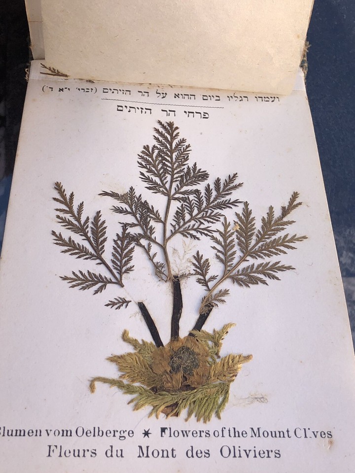 Antique Edwardian religious Jerusalem holy land pressed flowers book ...