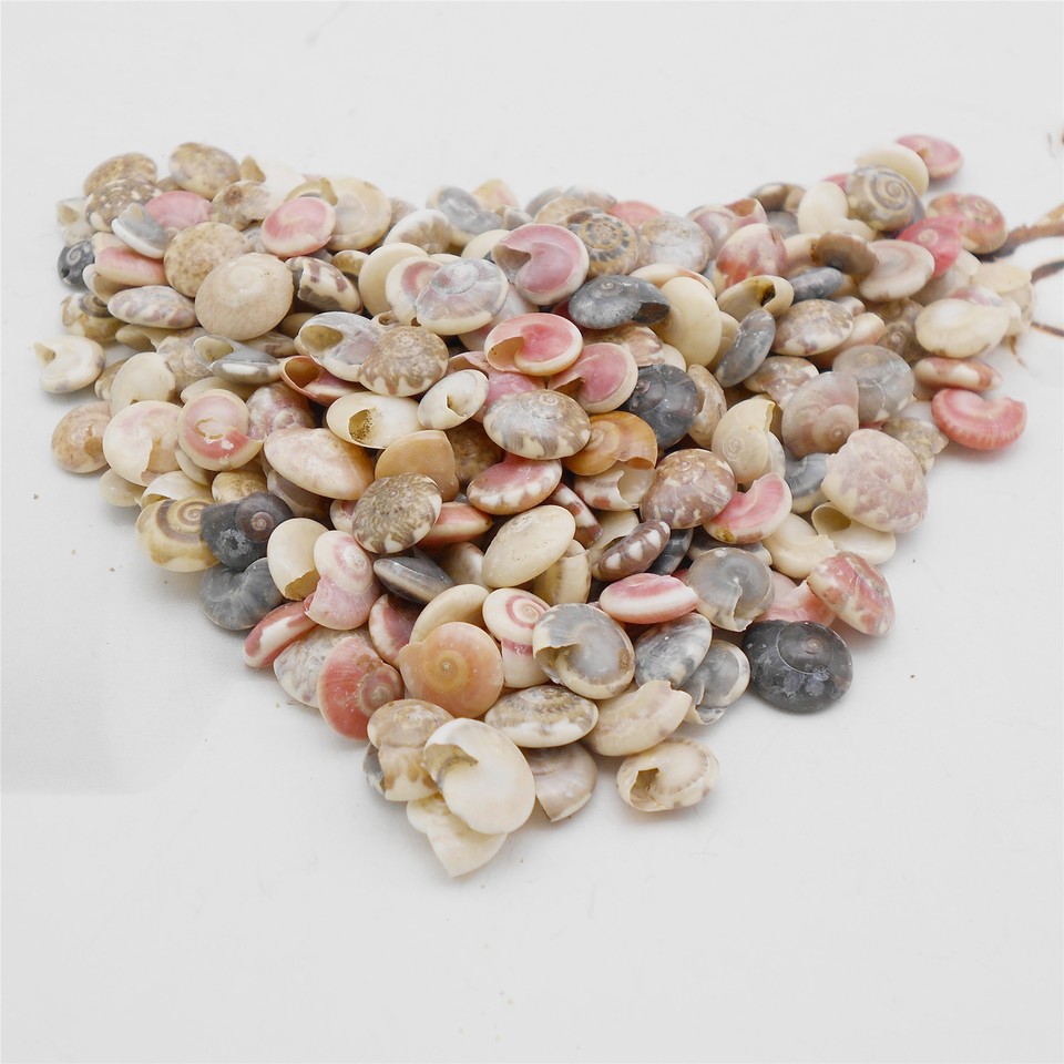 200-pack Bulk Tiny Snail Shells Seashells Beach Wedding Craft ...