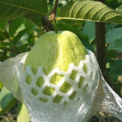 20 Pink pearl guava SEEDS | eBay