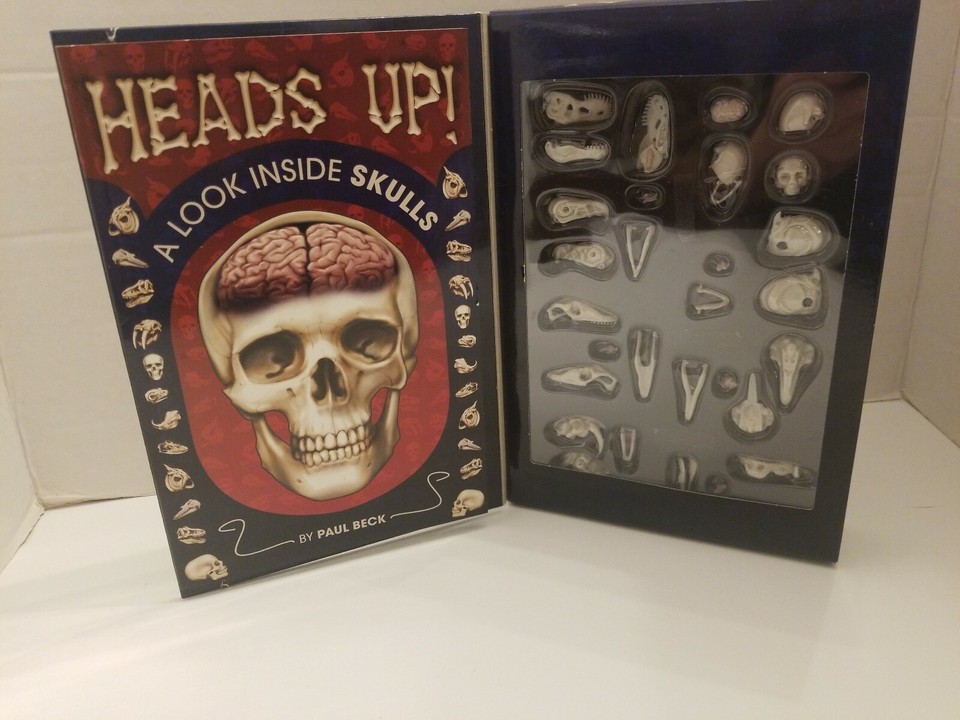 Scholastic Skulls Build And Display eight Different Animal Skull | eBay