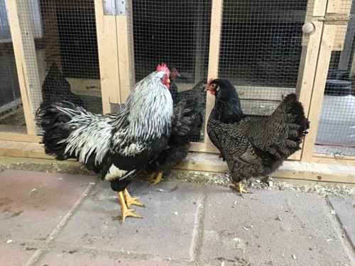 8+2 Pure Type Silver Doublelaced Barnevelder Hatching eggs NPIP & AI ...