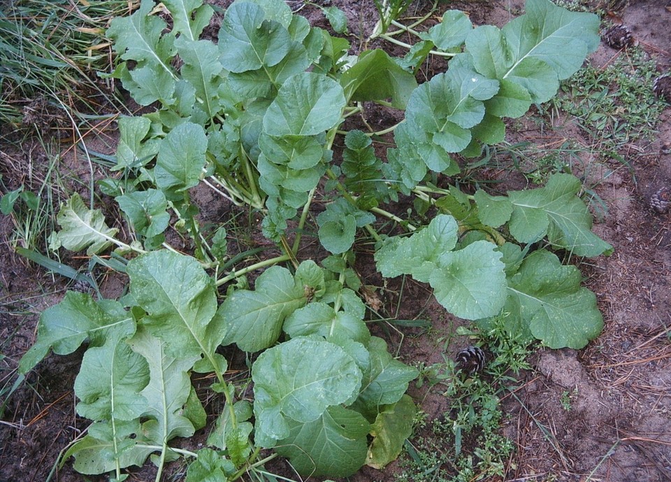 FOOD PLOT seed - 5 lbs BIG Daikon Forage RADISH - HUGE! - MAXI-RACK | eBay
