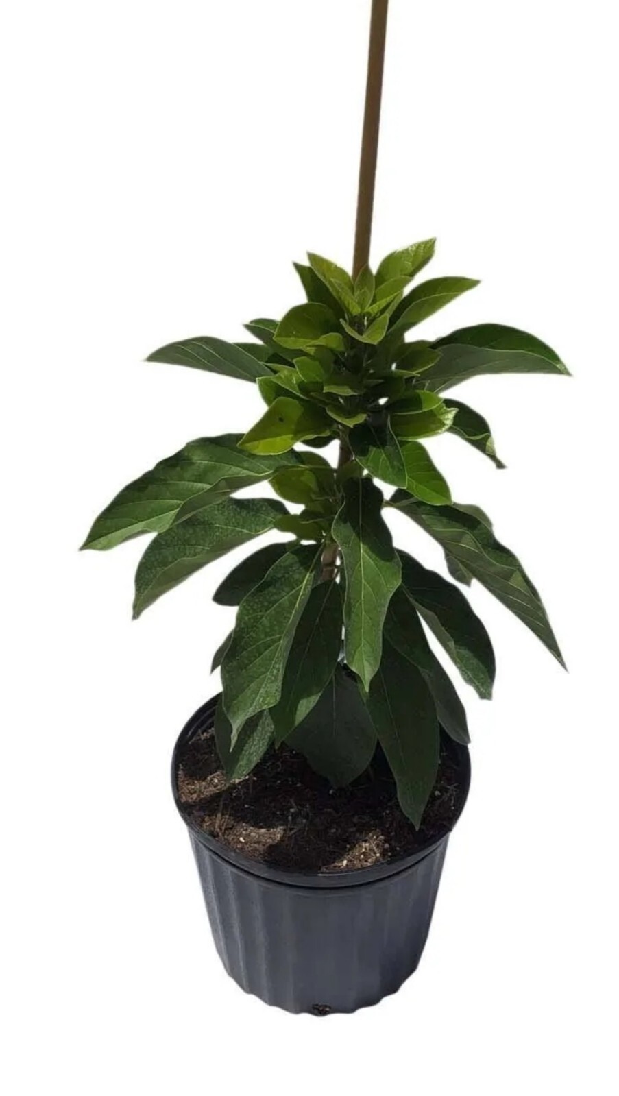 SALE! GRAFTED COLD HARDY Avozilla Worlds LARGEST AVOCADO! Yummy ...