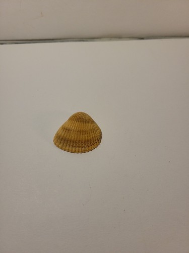 Hand Picked Sea Shell - Brazil Ark Shell | eBay