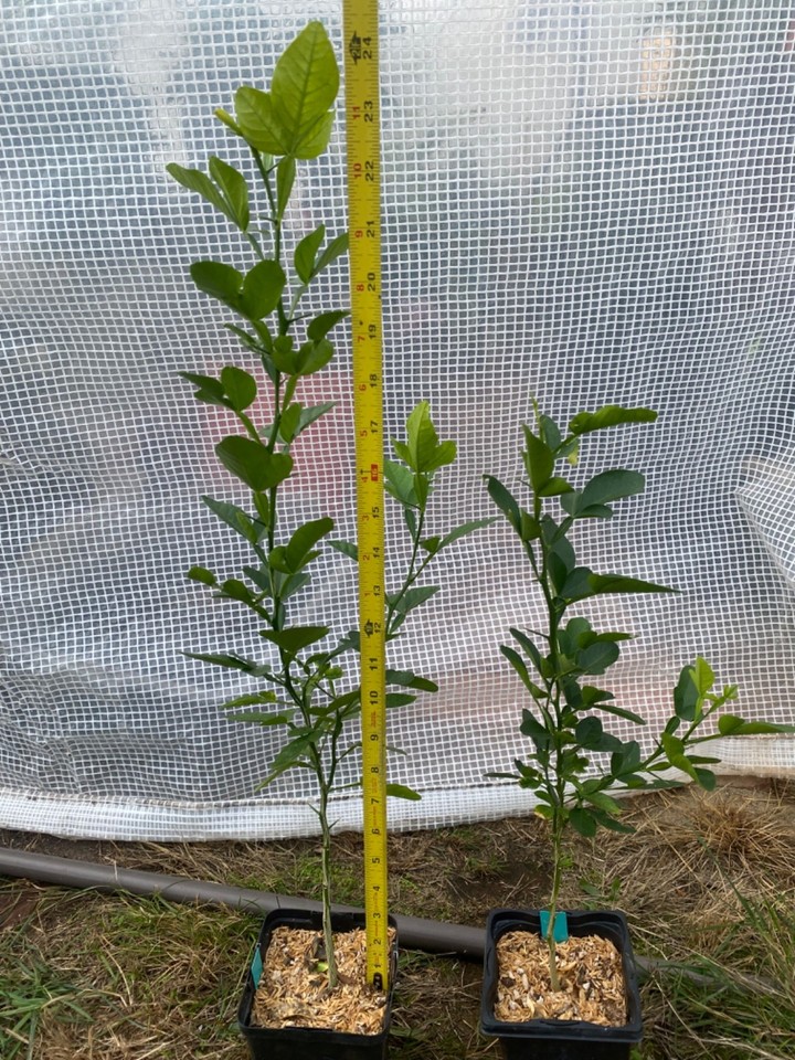 Cold Hardy Citrus Seedlings 2 yr old 12"-24" Dunstan citrumelo | eBay