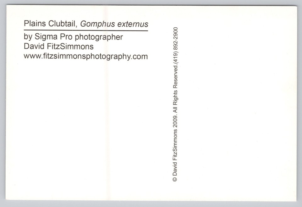Postcard Plains Cubtail Gomphus Externus Bug Photo | eBay