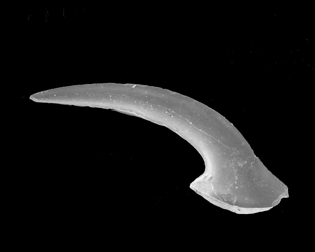 Ordovician Conodonts