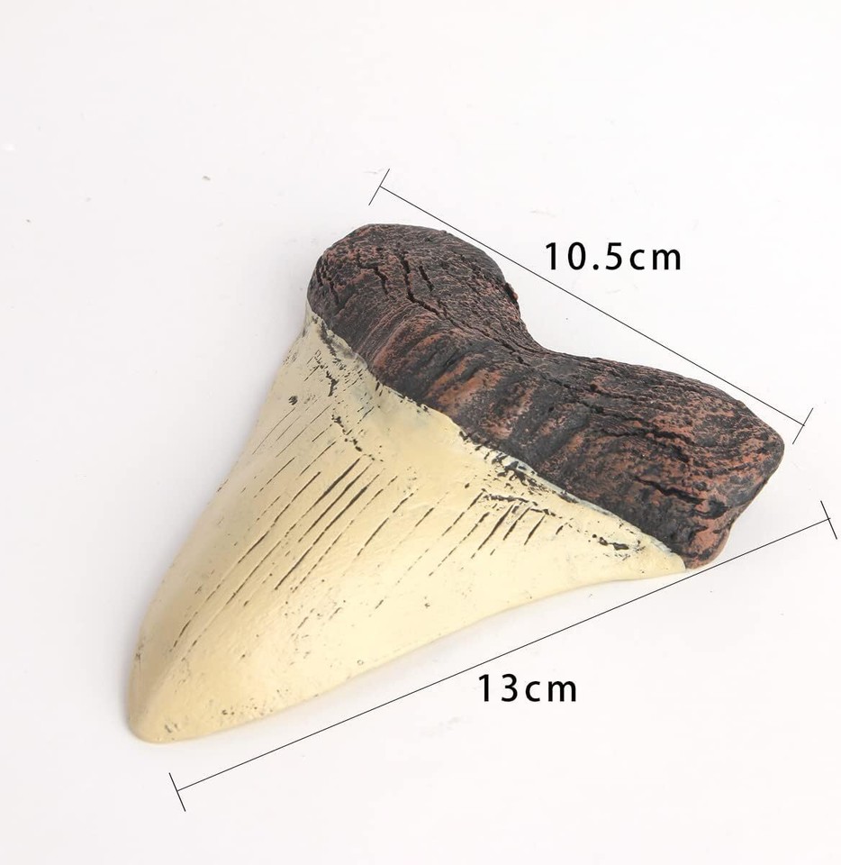 5.5 Inch Megalodon (Carcharodon Megalodon) Tooth, Ivory Color with ...