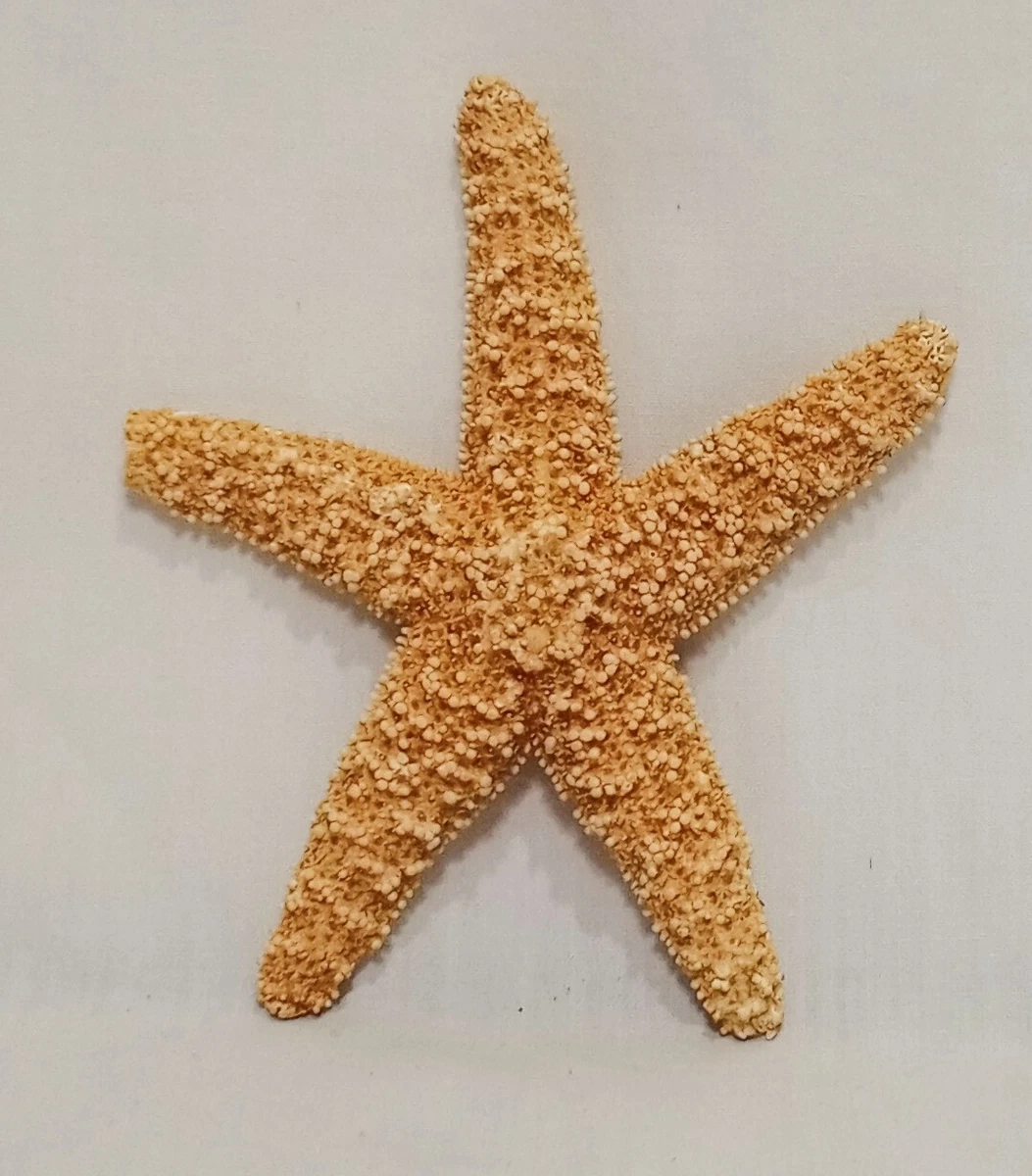 Real Starfish