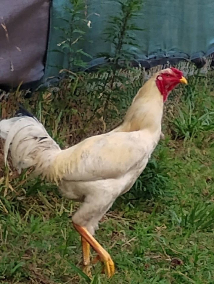 12 super rare white Indio gigante hatching eggs.The tallest chicken ...