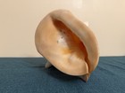 Conch Shell Large 9 Inches In Width | eBay