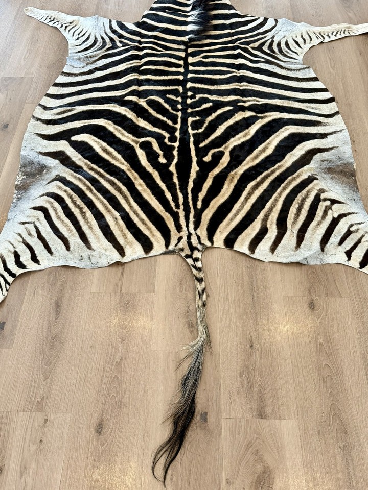 Zebra hide/ Zebra skin/ Zebra rug - South African Burchell 's Zebra (B2 ...