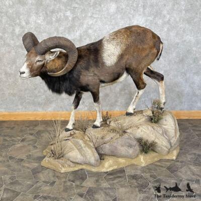 #25438 EL | Iberian Mouflon Ram Life-Size Taxidermy Mount For Sale | eBay