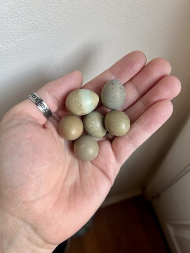 18 Fertile Button Quail Hatching Eggs Multiple Colors - FREE SHIPPING ...