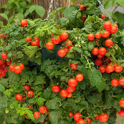 3x Tomato Cherry Maskotka –Dwarf Tomato Variety Plug Plants READY NOW ...
