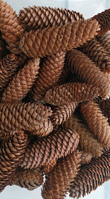 15 Extra Large Pine Fir Cones for Crafts Wreaths Decorations 10-16cm | eBay UK