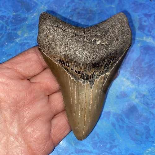 MEGALODON SHARK TOOTH 4.49” HUGE TEETH MEG SCUBA DIVER DIRECT FOSSIL NC ...
