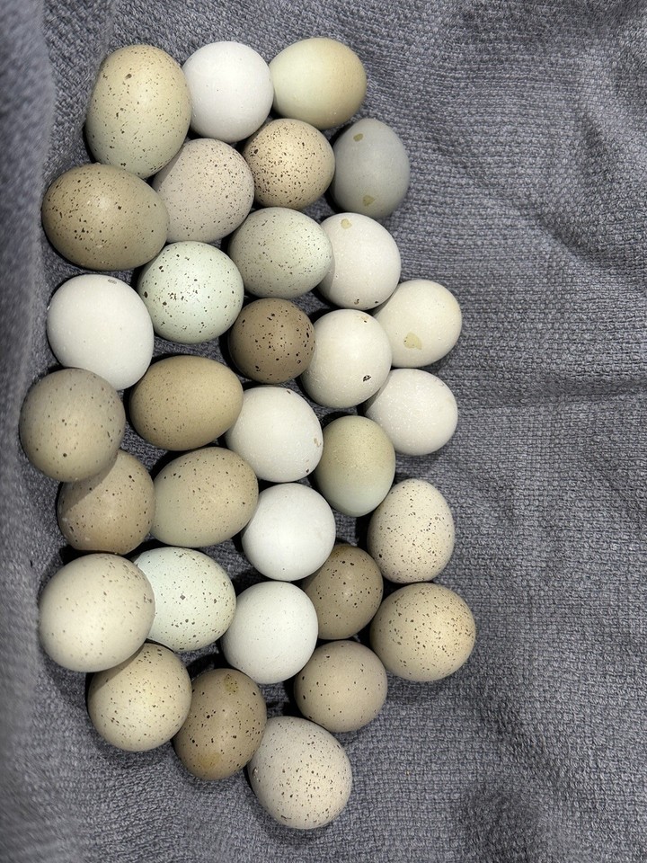 16 Button Quail Hatching Eggs(Chinese Painted Quail) | eBay