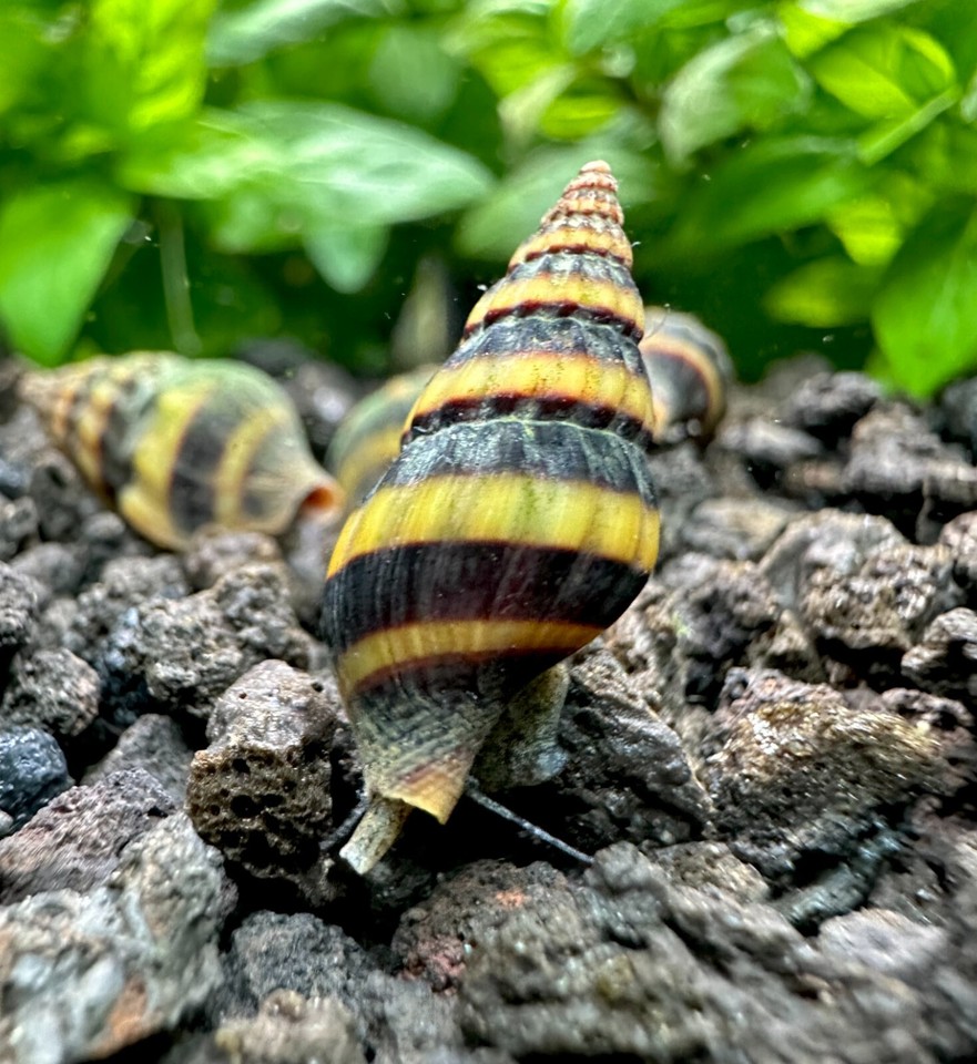 3 Assassin Snails (Clea helena) Live Freshwater Snails - pest snail ...