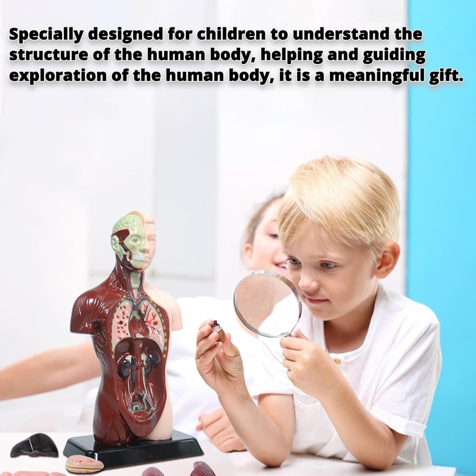 Human Body Assembly Torso Anatomy Model Educational Science Kit for ...