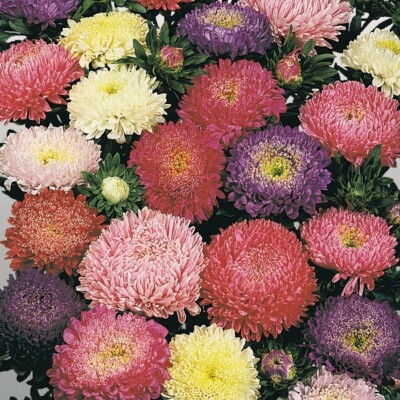 50 DWARF ASTERS MIX SEEDS Flower UK Fast Depatch Aster Annual Mixed ...