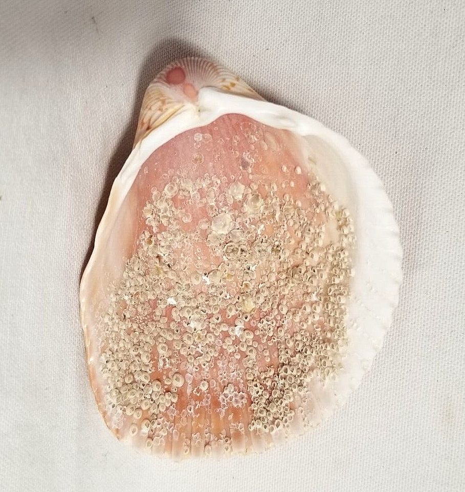 4.5" Atlantic Giant Cockle Sea Shell w Encrusted Barnacles Inside ...