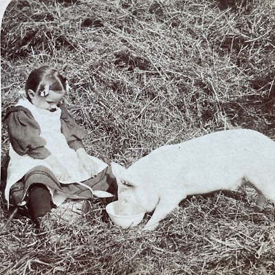 Antique 1897 Child Feeds Pig On Farm Stereoview Photo Card P2416 | eBay