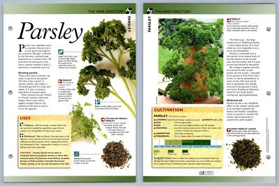Parsley - Directory - Secret World Of Herbs Fact File Card | eBay