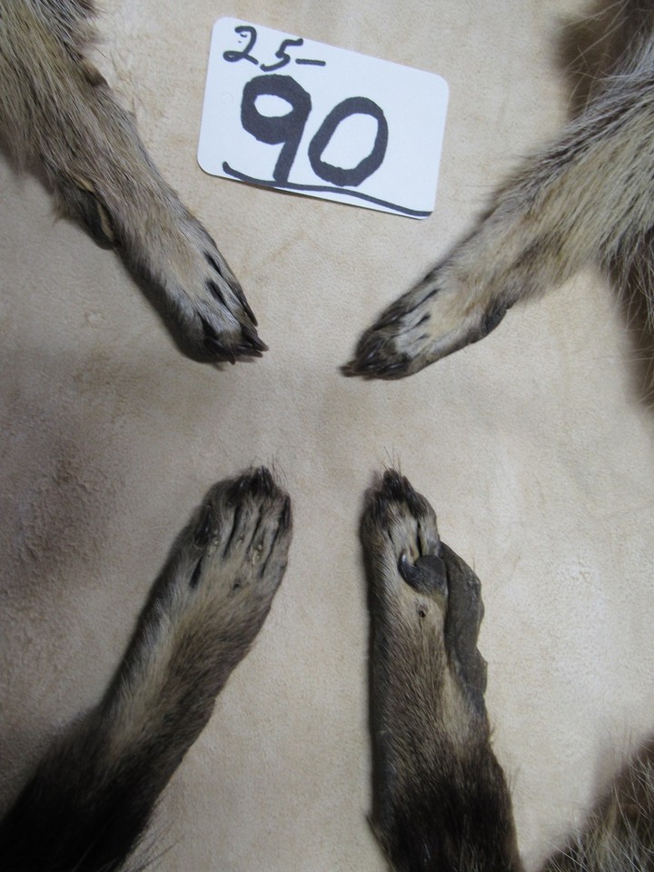 tanned raccoon pelt with feet claws winter hide skin animal fur good ...