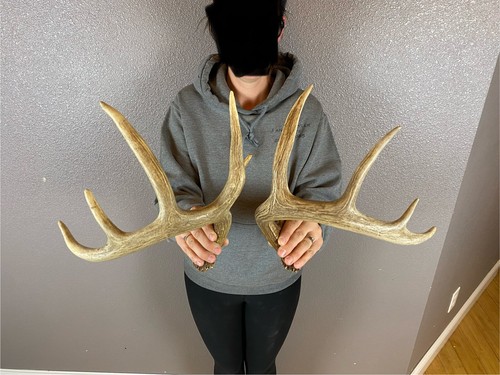 Two 5pt Whitetail Deer Antlers Sheds WILD IDAHO Horns Rustic Decor ...