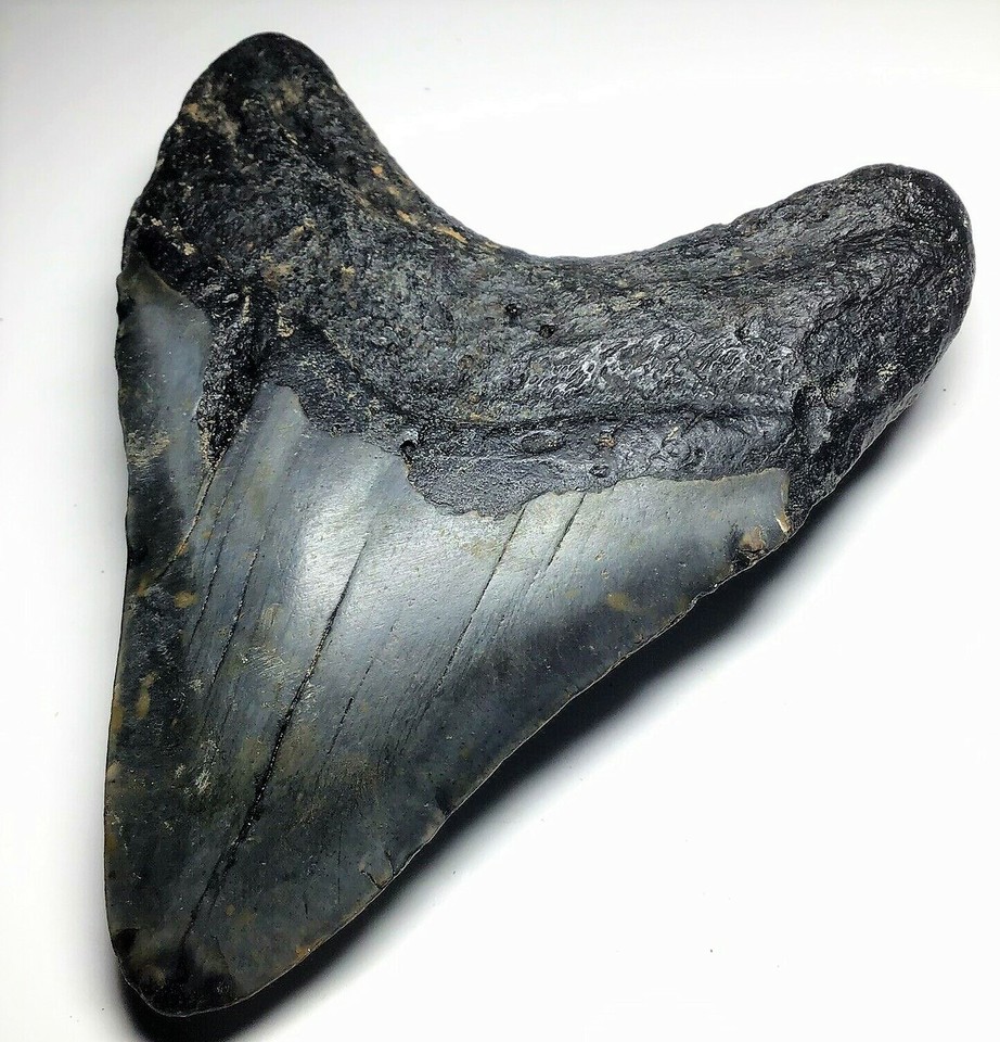 4 INCH REAL MEGALODON SHARK TOOTH BIG FOSSIL GIANT GENUINE SERRATED ...