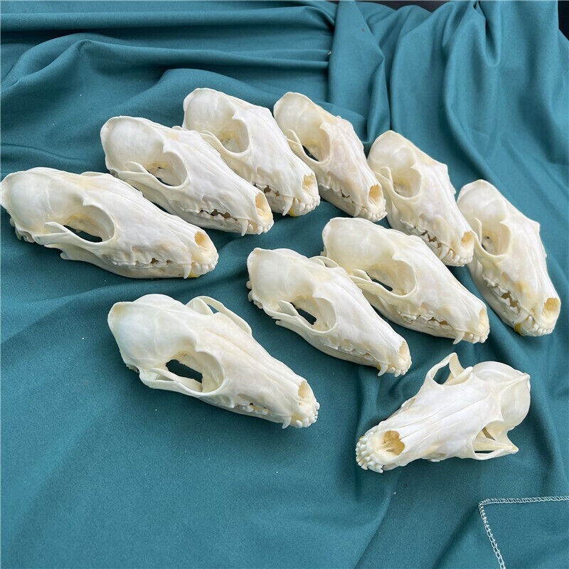 10 pcs Real Fox Skull taxidermy real bone skeleton Halloween decoration ...