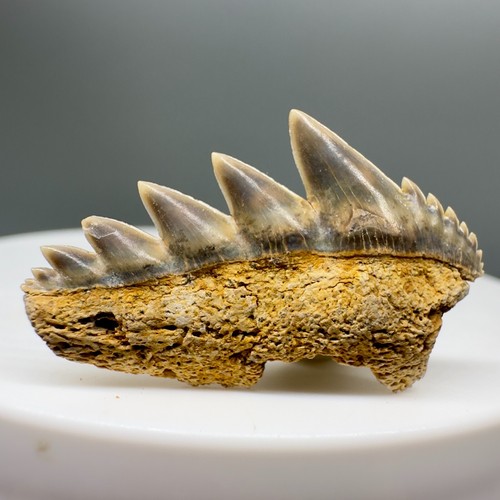 Gorgeous 1.08" wide Fossil NOTORYNCHUS COW SHARK Tooth- Germany | eBay