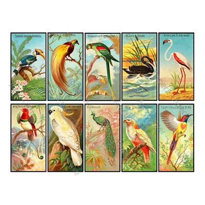 Tropical Bird Illustrations, 8 Decals on 1 Sticker Sheet, Vintage ...