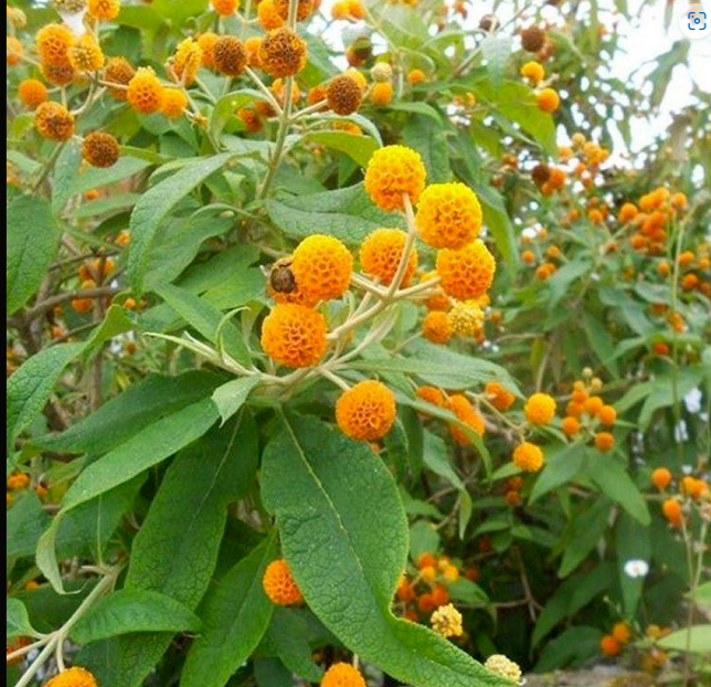 Buddleia Globosa Orange Tree Plant Perennial Shrub 1 x 1 Litre Pot ...