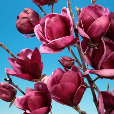 Magnolia Genie Tree Shrub Spring Flowering Outdoor Plant Foliage Bush ...