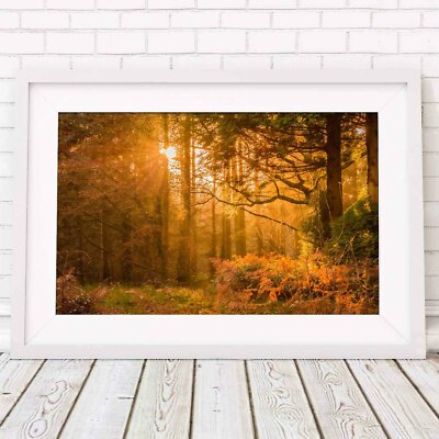 AUTUMN TREES - Scenery Picture Poster Print Sizes A5 to A0 **FREE ...